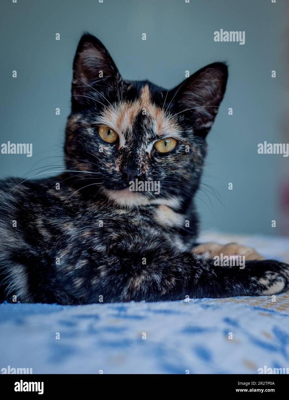 Portrait of scaly cat lying on the bed. Just face. Vertical Image Stock ...