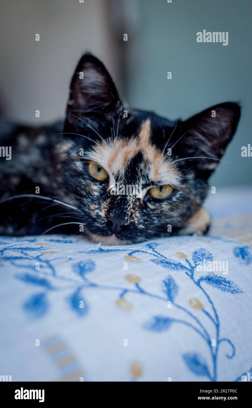 Portrait of scaly cat lying on the bed. Just face. Vertical Image Stock ...
