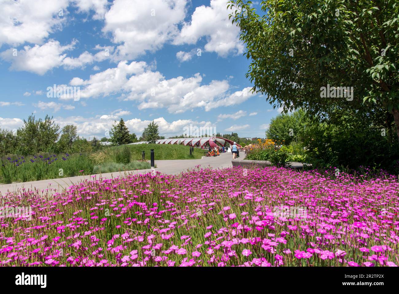 Calgary, AB, Canada-August 2022; Low angle view of Pinks flowers or ...