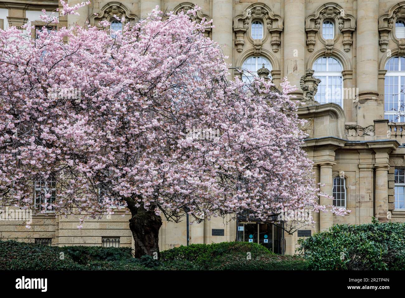 blossoming cherry tree in front of the Higher Regional Court at ...