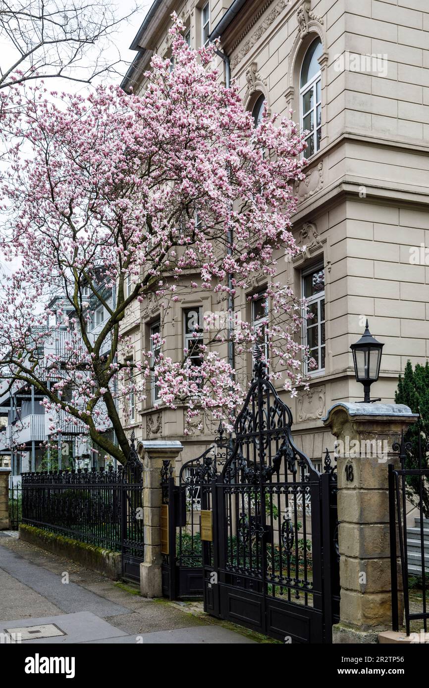 a magnolia (lat. Magnolia) in blossom in front of a house on Clever ...