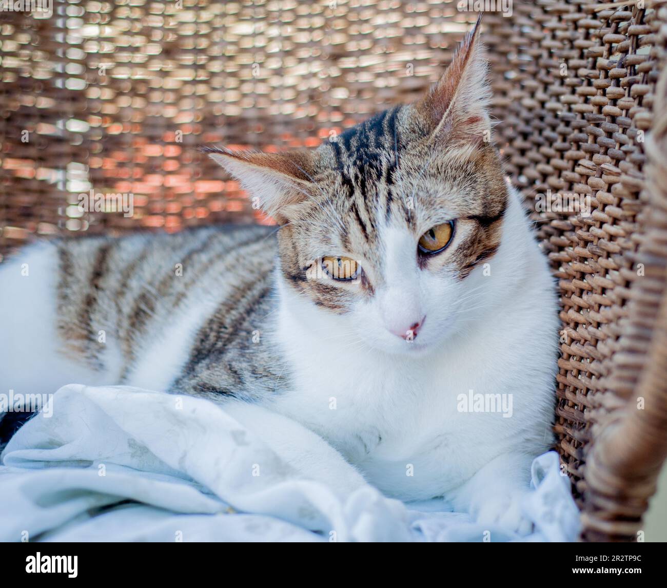 Tabby kitten in straw hi-res stock photography and images - Alamy