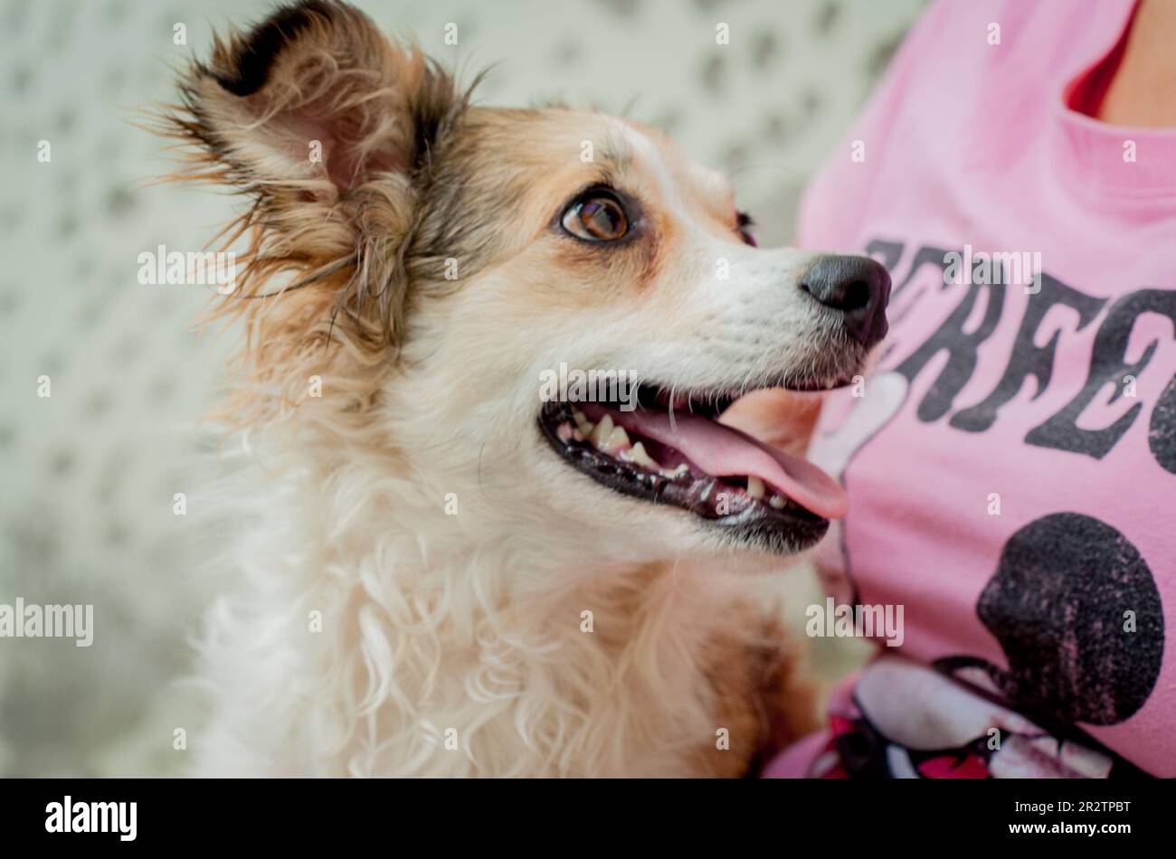 Mixed breed dog portrait Stock Photo - Alamy