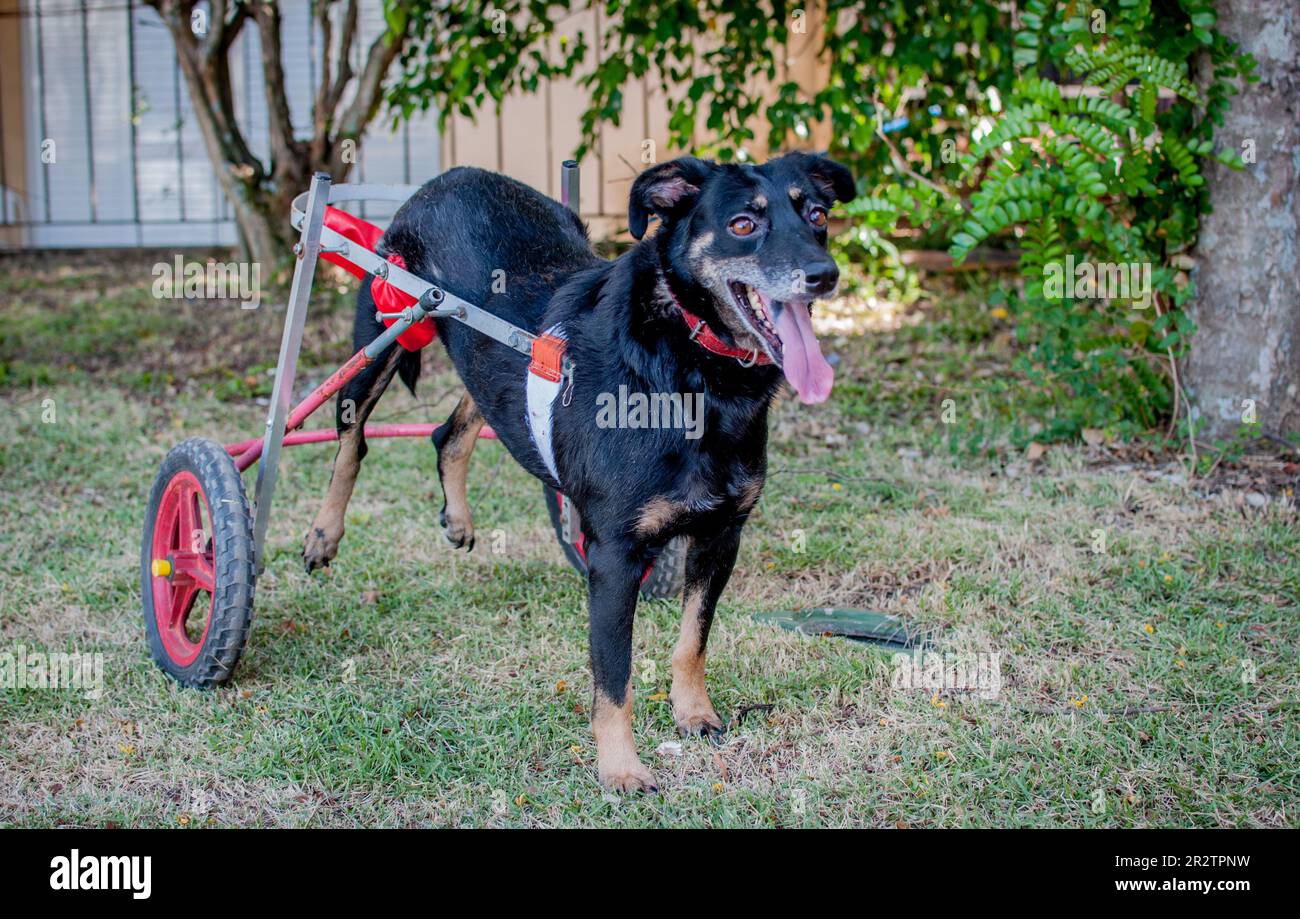 disabled black dog using a dog wheelchair Stock Photo - Alamy