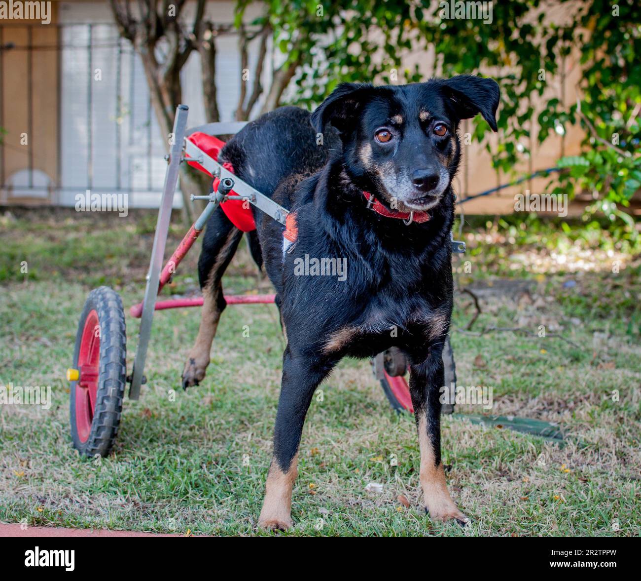 disabled black dog using a dog wheelchair Stock Photo - Alamy