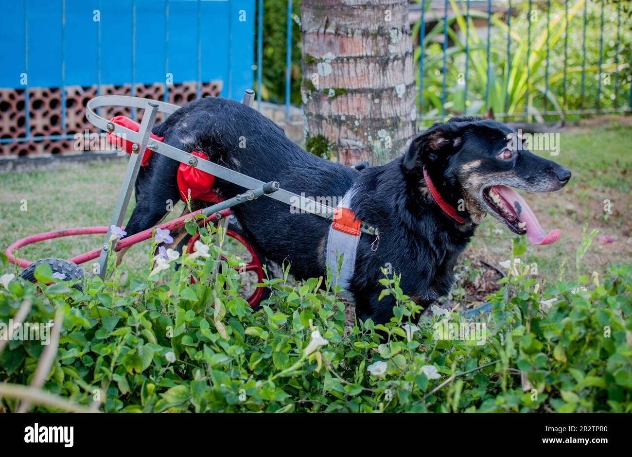 disabled black dog using a dog wheelchair Stock Photo - Alamy