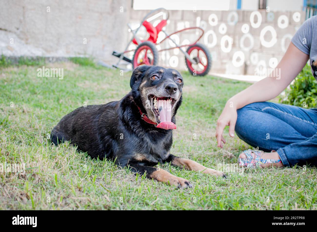 physically disabled black dog lying on the grass Stock Photo - Alamy