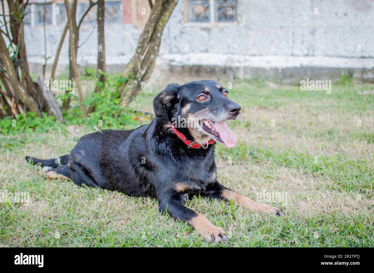 physically disabled black dog lying on the grass Stock Photo - Alamy