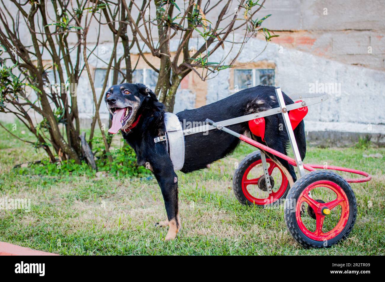 disabled black dog using a dog wheelchair Stock Photo - Alamy
