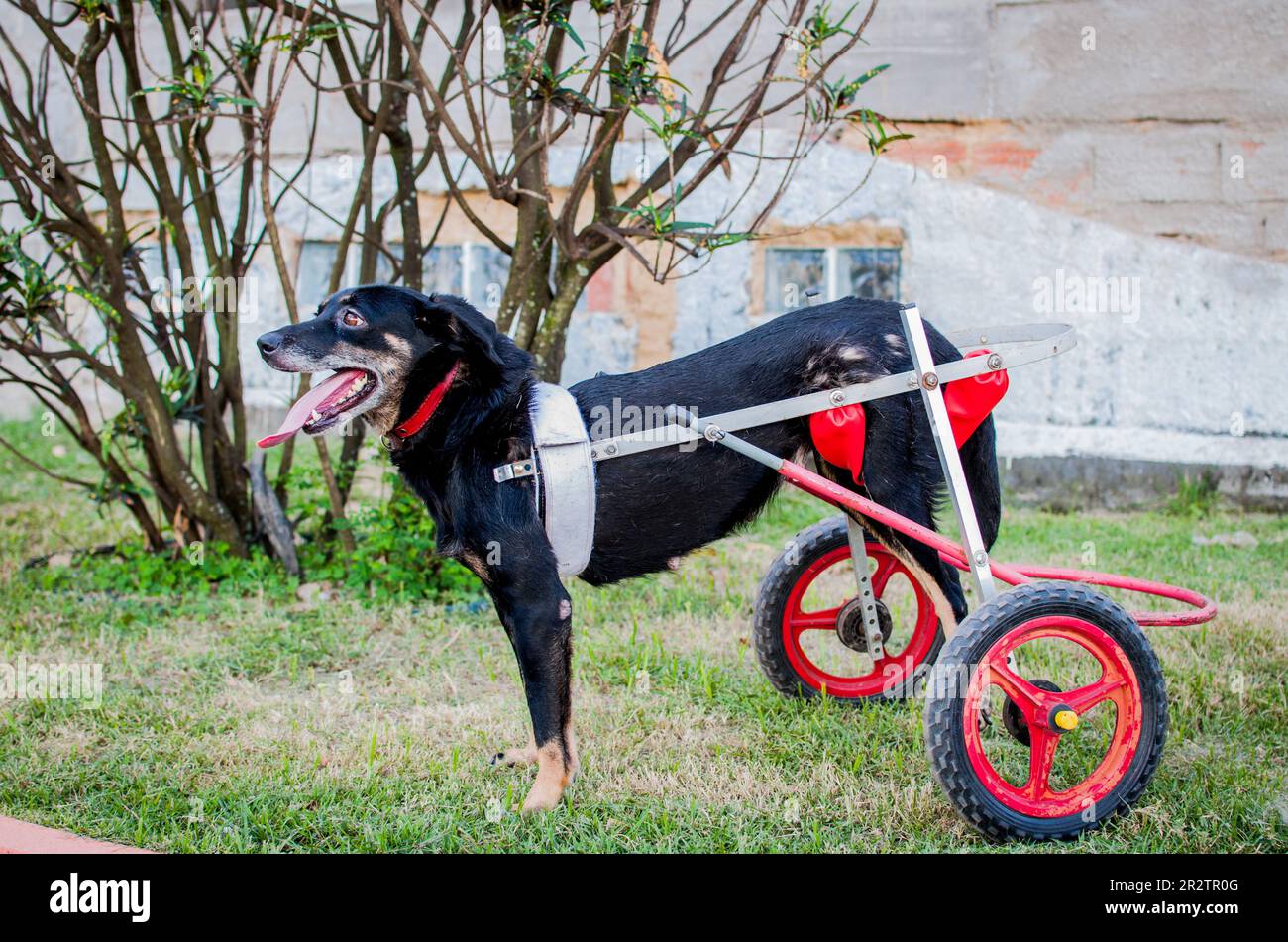 disabled black dog using a dog wheelchair Stock Photo - Alamy