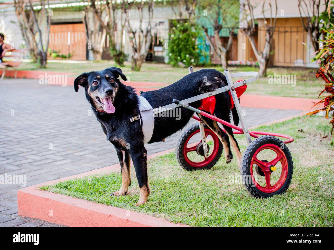 disabled black dog using a dog wheelchair Stock Photo - Alamy