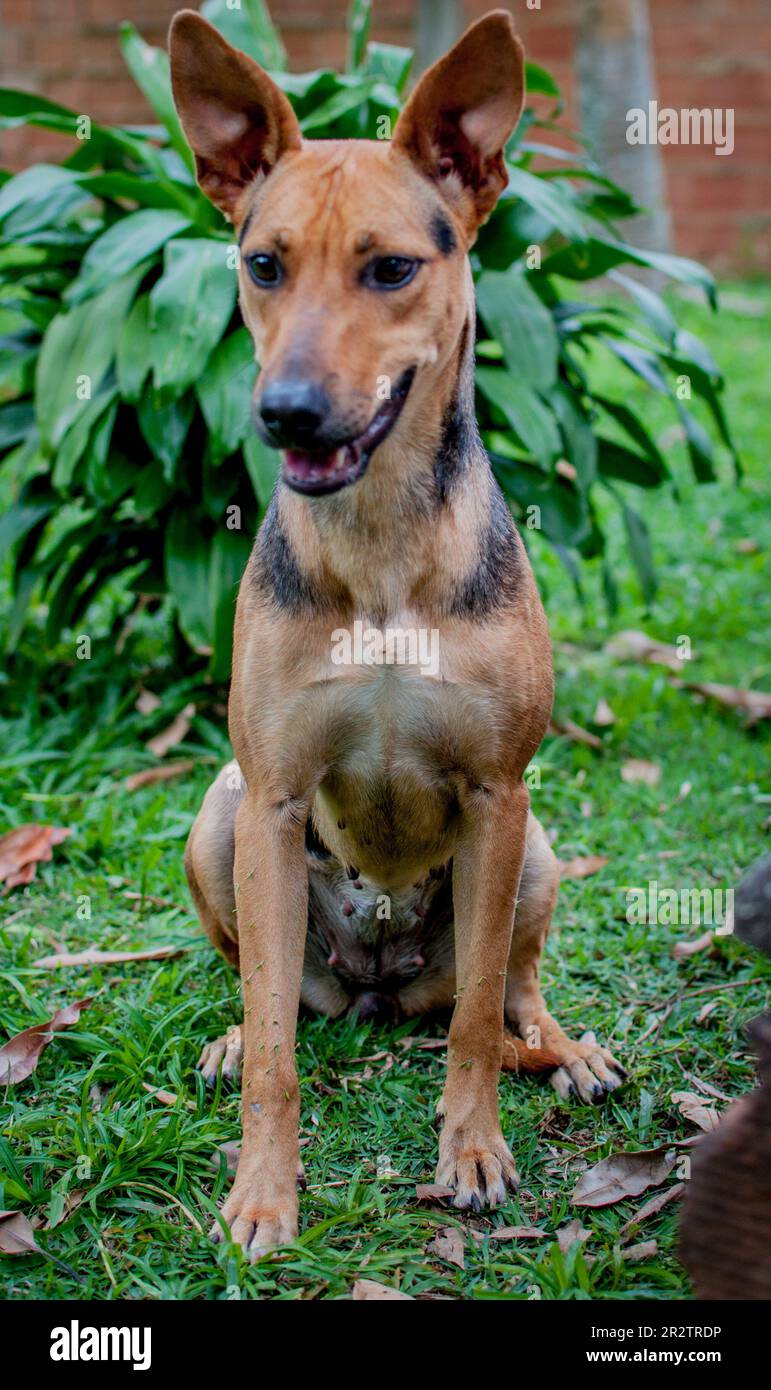Mixed breed brown dog portrait Stock Photo - Alamy