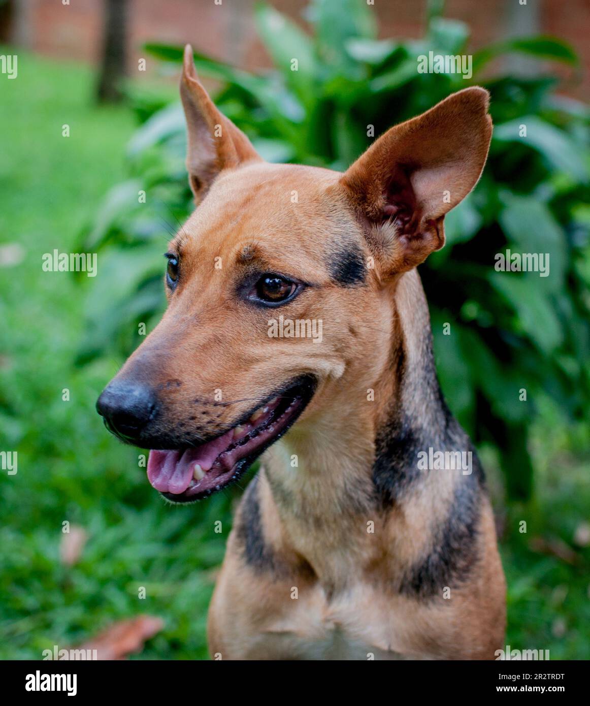 Mixed breed brown dog hi-res stock photography and images - Alamy