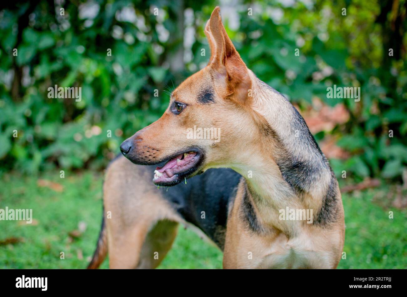 Mixed breed brown dog hi-res stock photography and images - Alamy