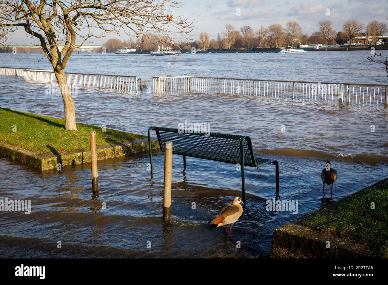 Cologne, Germany, January 18th. 2023, flood of the river Rhine ...