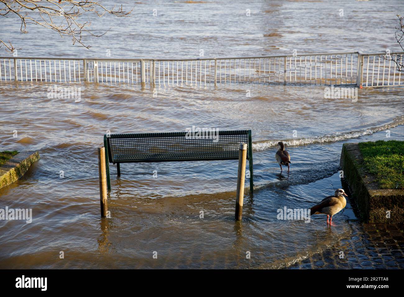 Cologne, Germany, January 18th. 2023, flood of the river Rhine ...