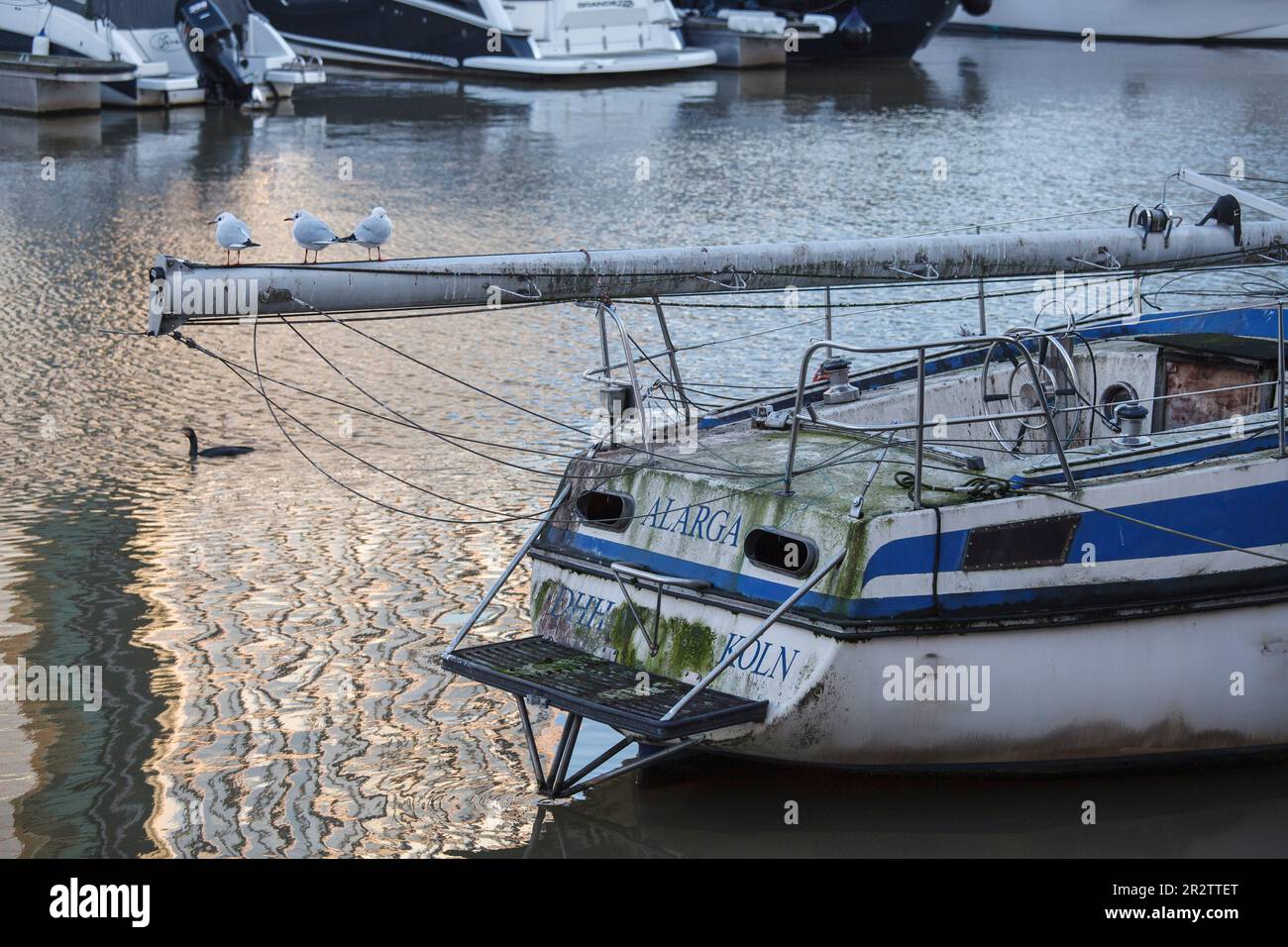 an old, scruffy sailboat is lying in the Rheinau harbour, Cologne ...