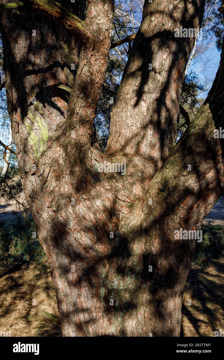 trunk and bark of an old pine tree in the Westruper heath, Haltern am ...