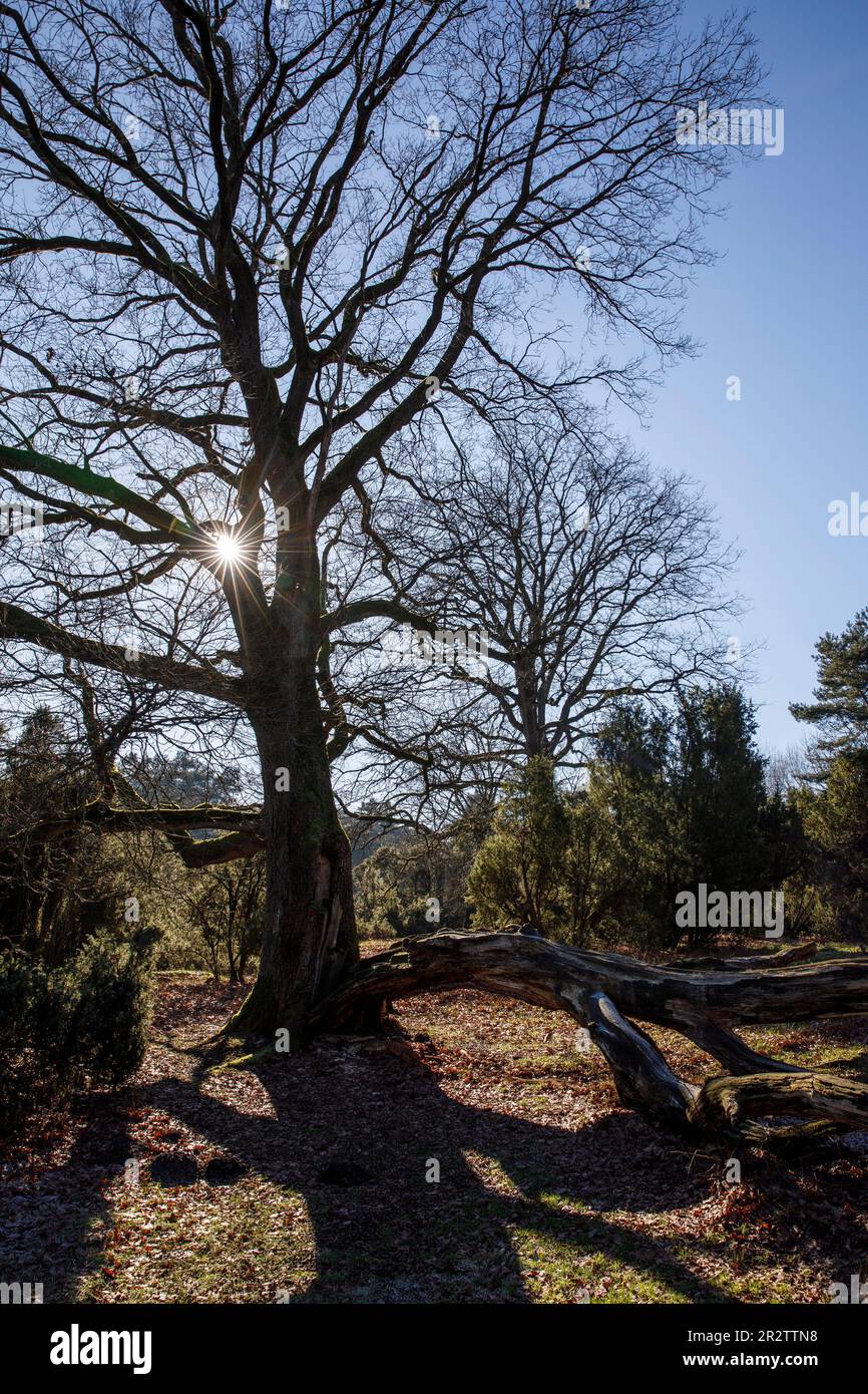 Hohe eichen hi-res stock photography and images - Alamy