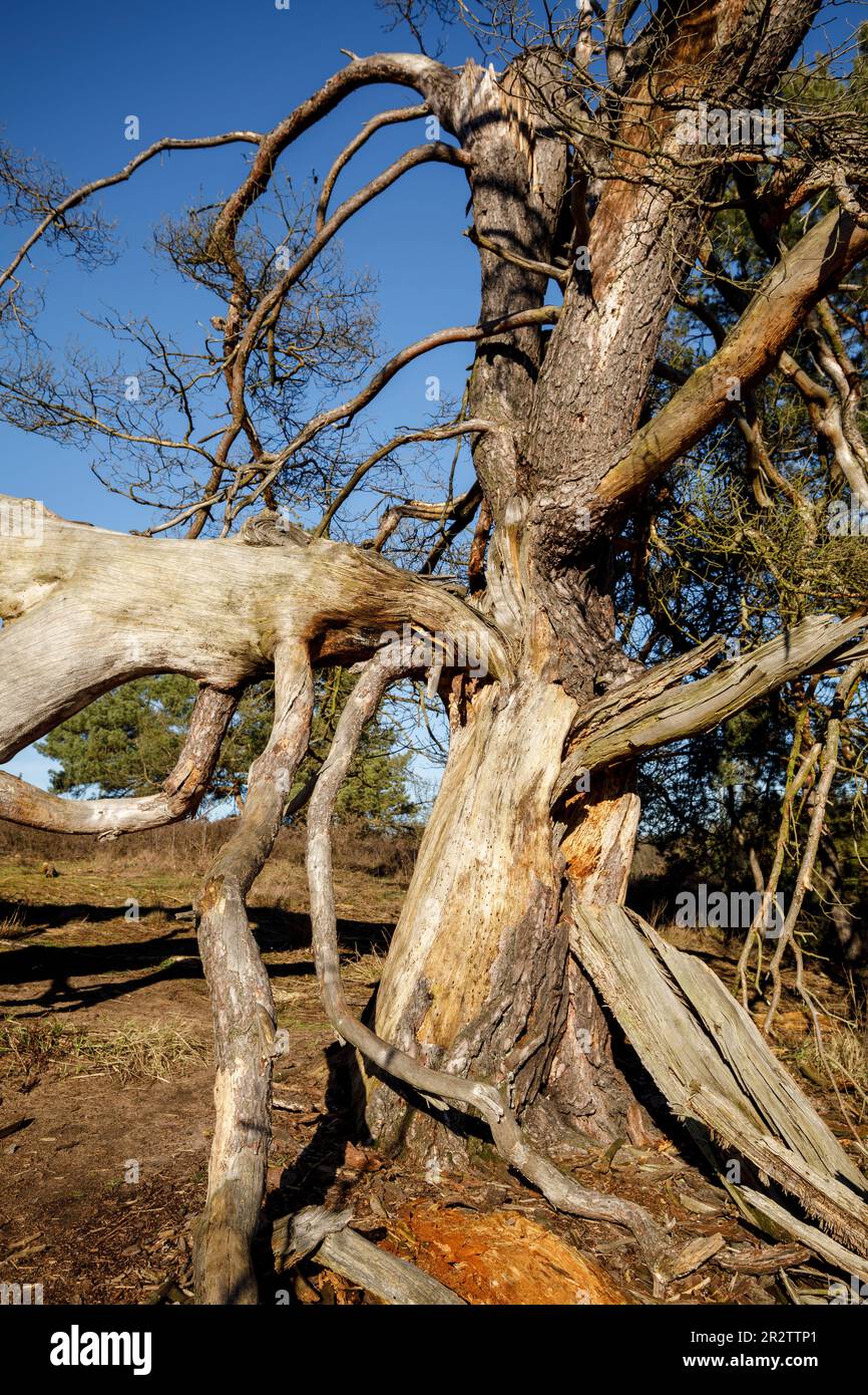 remains of a old fallen pine tree in the Westruper heath, Haltern am ...