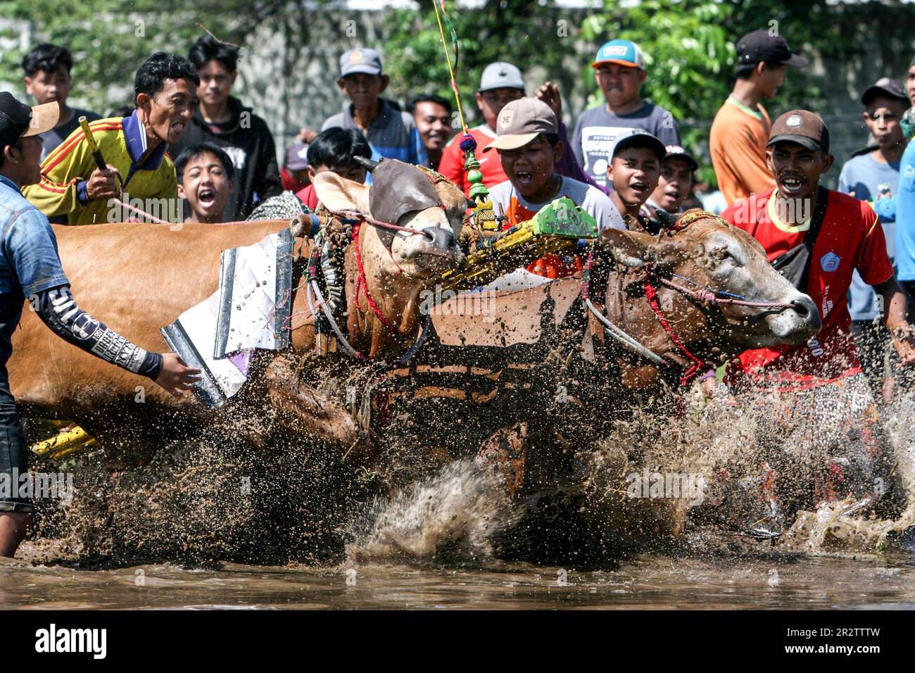 Probolinggo, Indonesia. 21st May, 2023. People attend Karapan Sapi ...