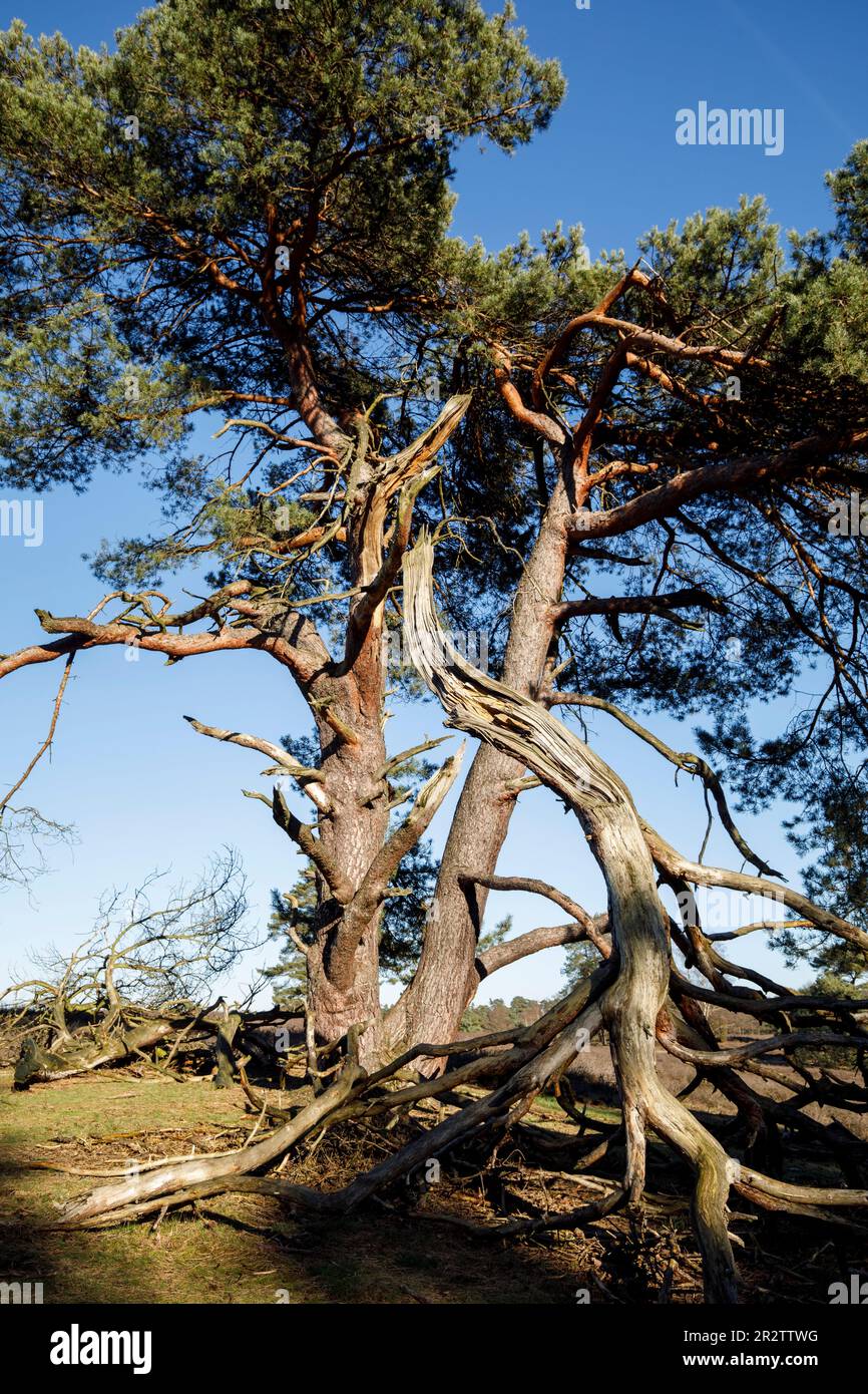 old pine tree in the Westruper heath, Haltern am See, North Rhine ...