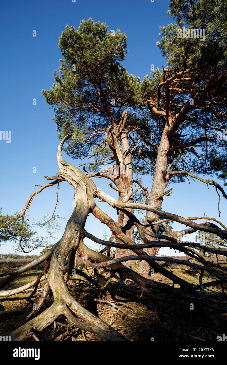 old pine tree in the Westruper heath, Haltern am See, North Rhine ...