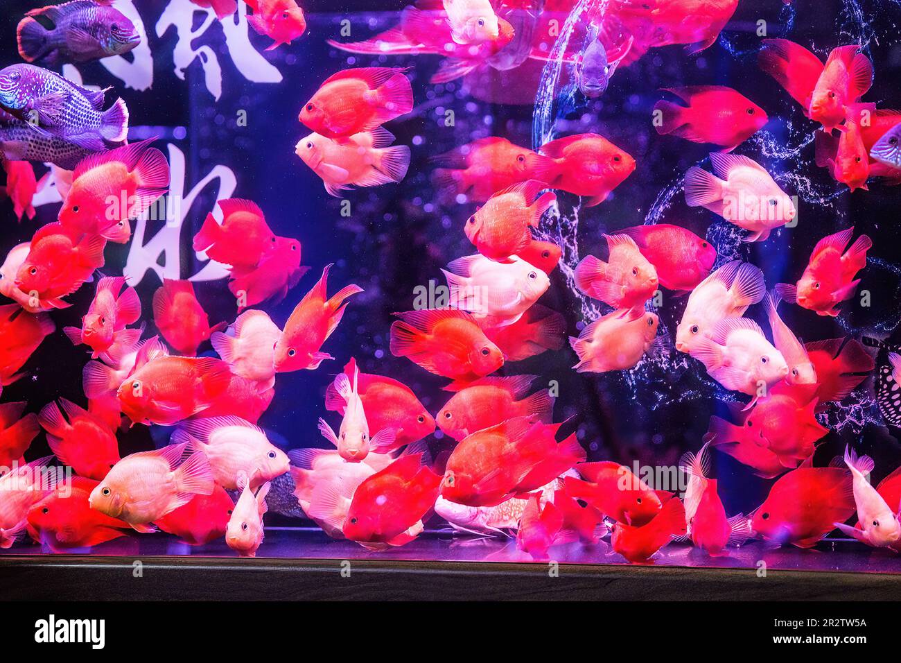 Captivating fish hi-res stock photography and images - Alamy