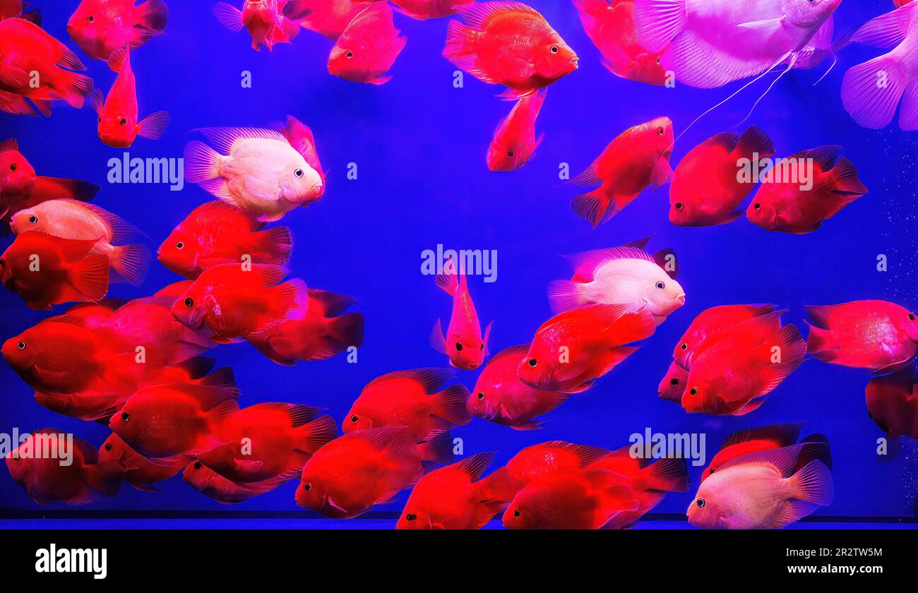 Captivating fish hi-res stock photography and images - Alamy