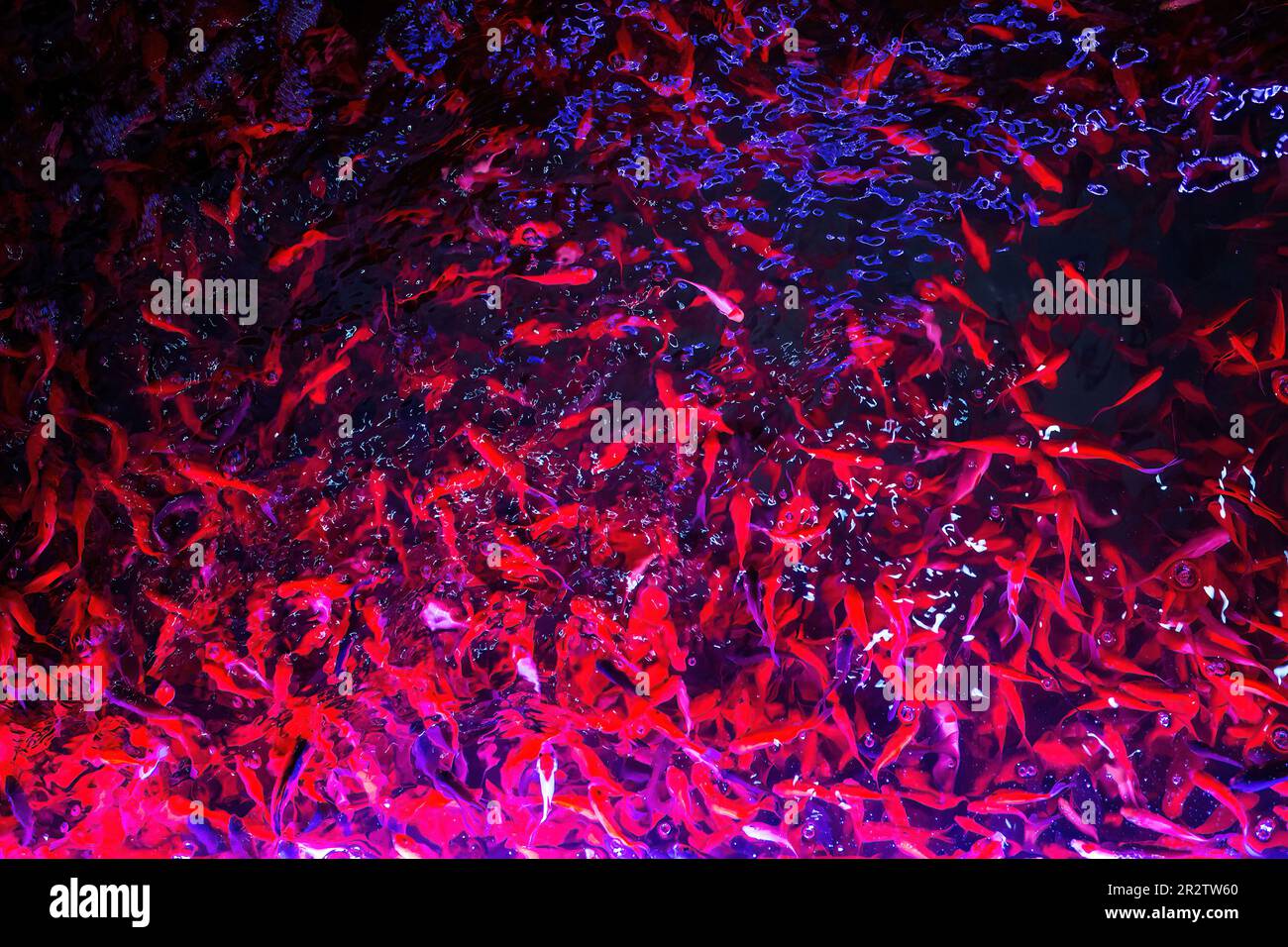 Light purple fish hi-res stock photography and images - Alamy