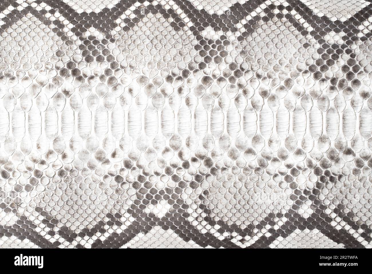 black and white snake skin texture, natural reptile skin background ...