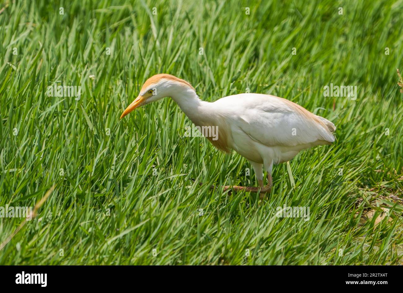 Cattle Egrets (Bubulcus ibis) male in breeding plumage next to a river ...