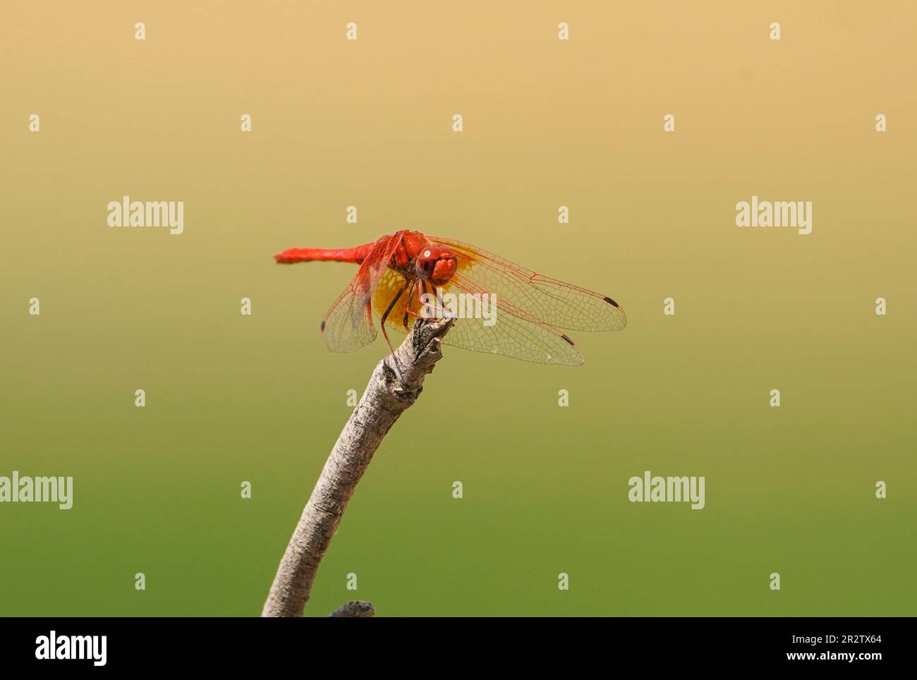Scarlet dragonfly (Crocothemis erythraea) near a river. Andalucias ...