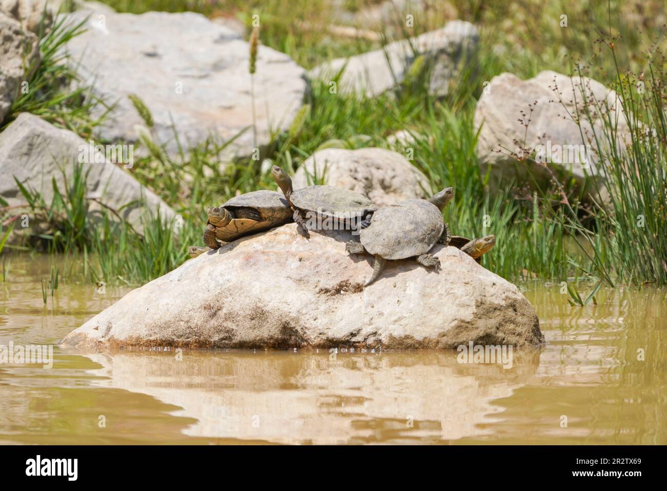Spanish pond turtle (Mauremys leprosa) basking on a rock in a river ...