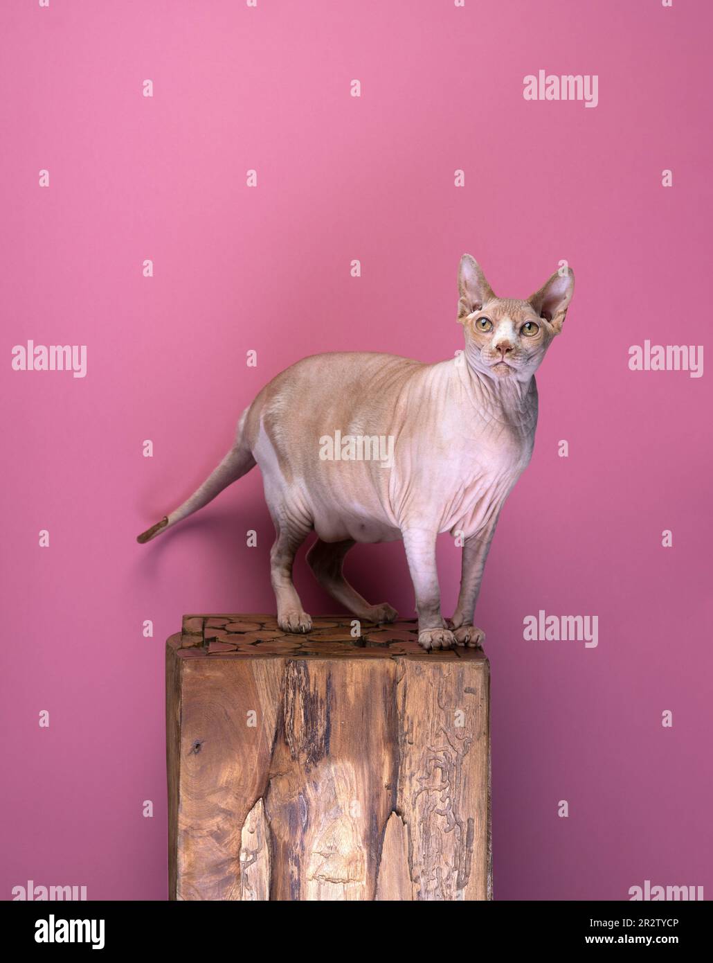 Obese sphynx cat feline is sitting on a block of wood. Pink studio ...