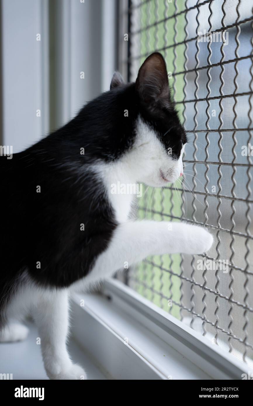 Black and white cat looking out of a lattice window trying to escape ...
