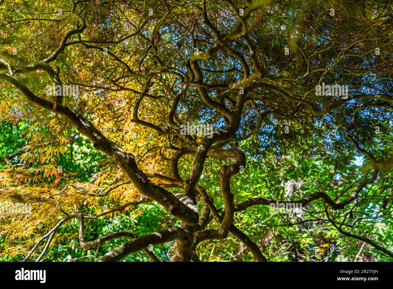 A Japanese maple tree at a garden in Seattle, Washington Stock Photo ...