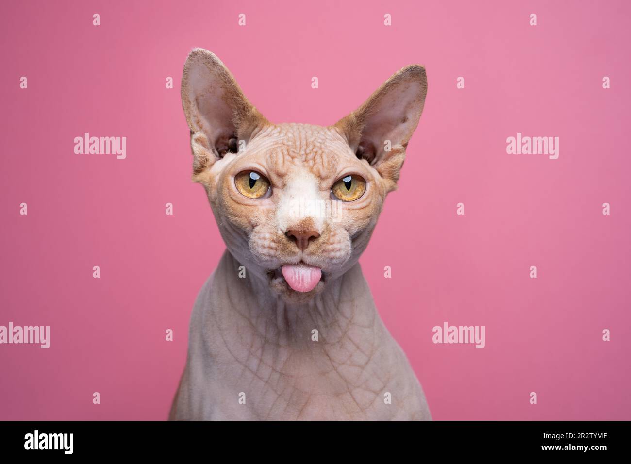 funny Sphynx cat sticking out tongue looking angry. studio portrait on ...