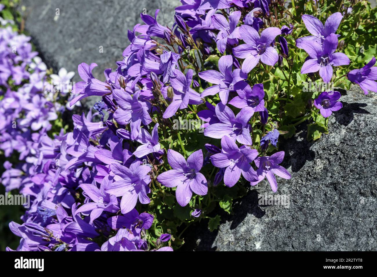 Purple Bellflowers, ak Campanula, growing wild and clinging to garden ...