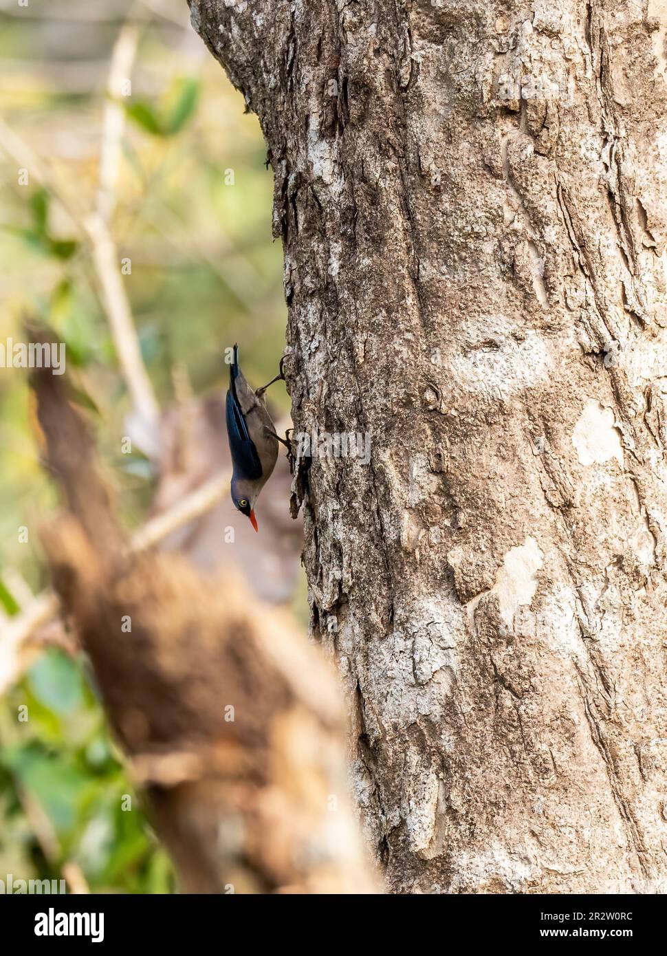 A nuthatch climbing the trunk of a tree on the deep jungles of ...