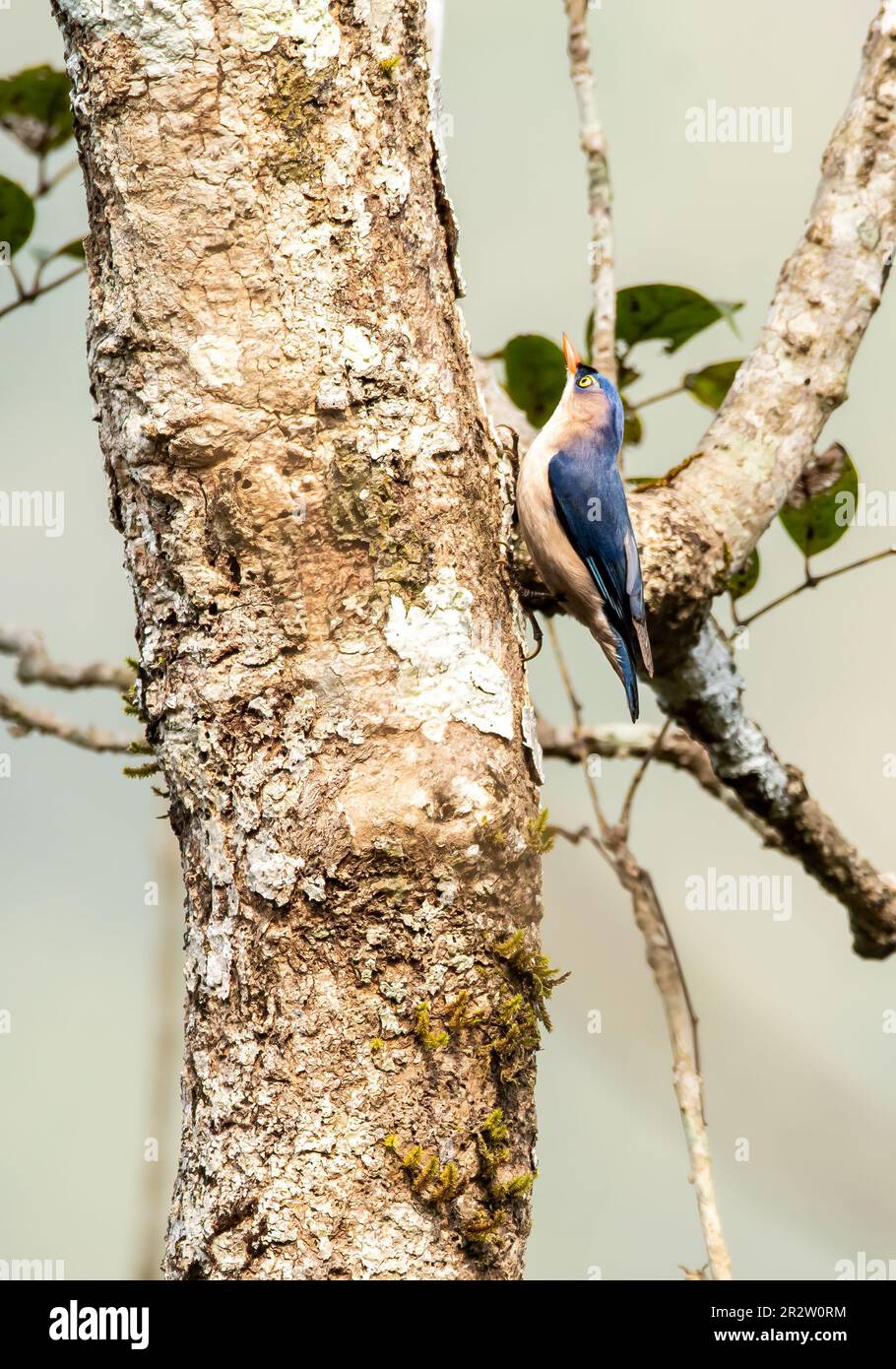 A nuthatch climbing the trunk of a tree on the deep jungles of ...