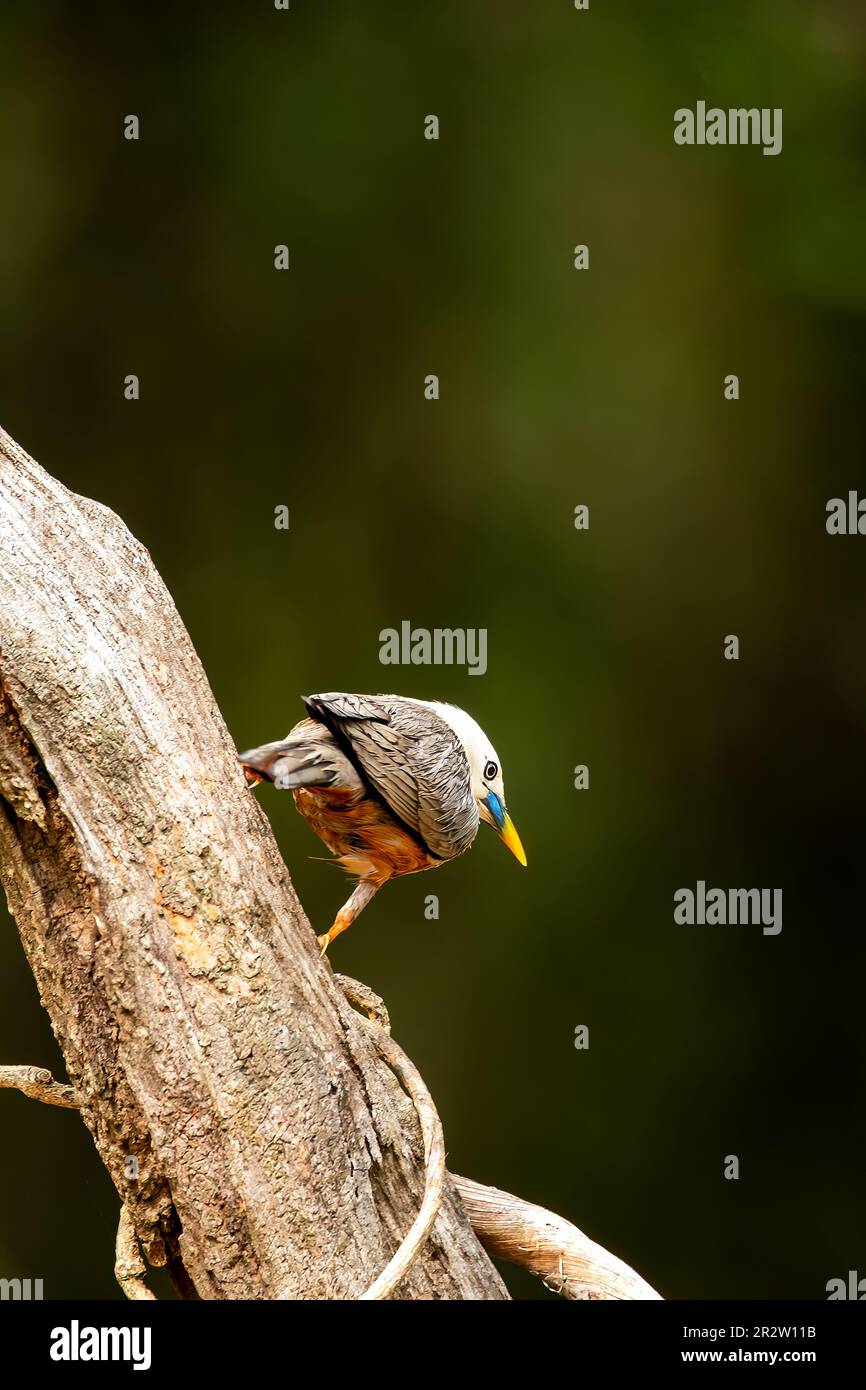 Birds foraging in forests hi-res stock photography and images - Alamy