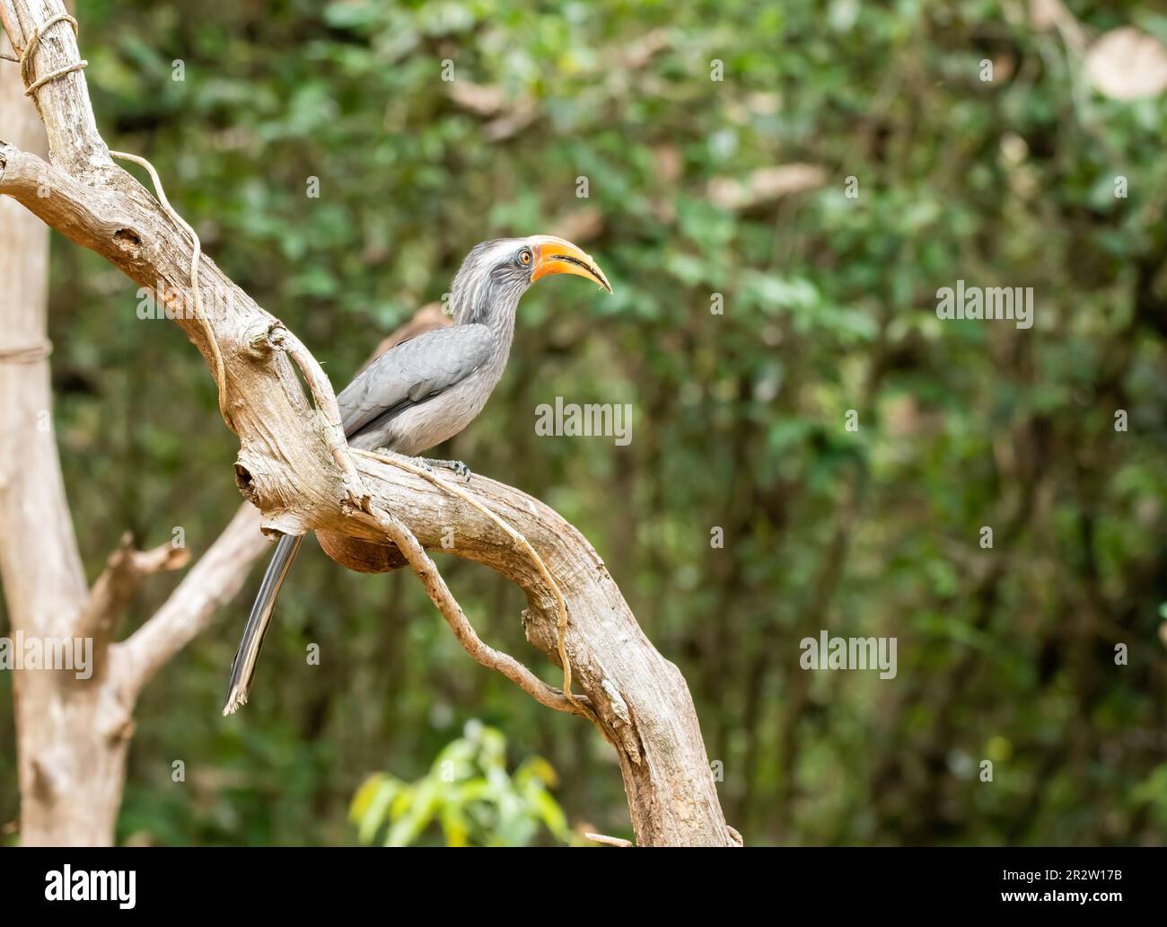 A malabar hornbill perched on a tree branch inside the deep jungles on ...