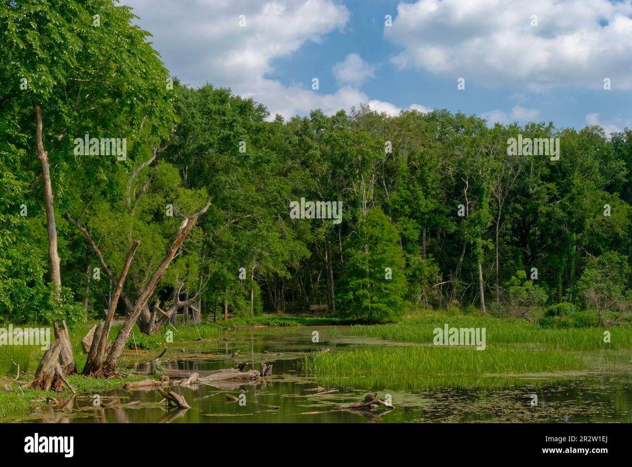 The Creekfield Lake Trail just visible between the Trees of the ...