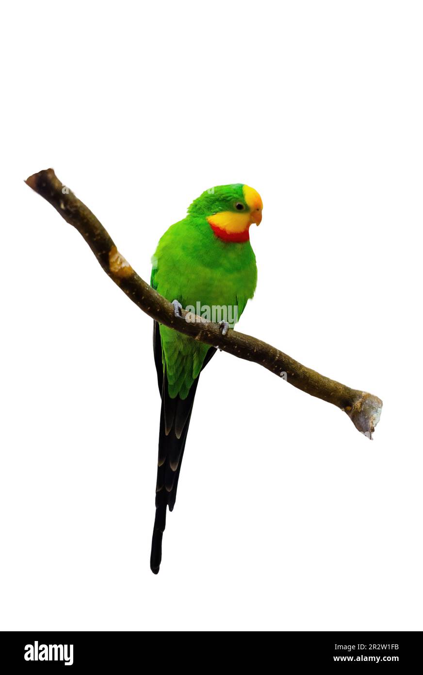 Superb parrot Cut Out Stock Images & Pictures - Alamy