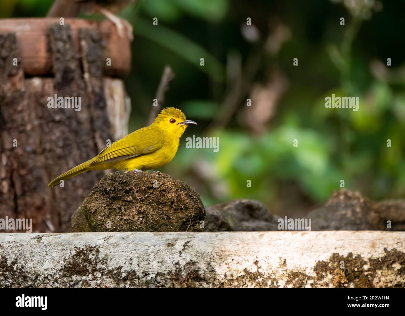 Bird watching in thattekad hi-res stock photography and images - Alamy