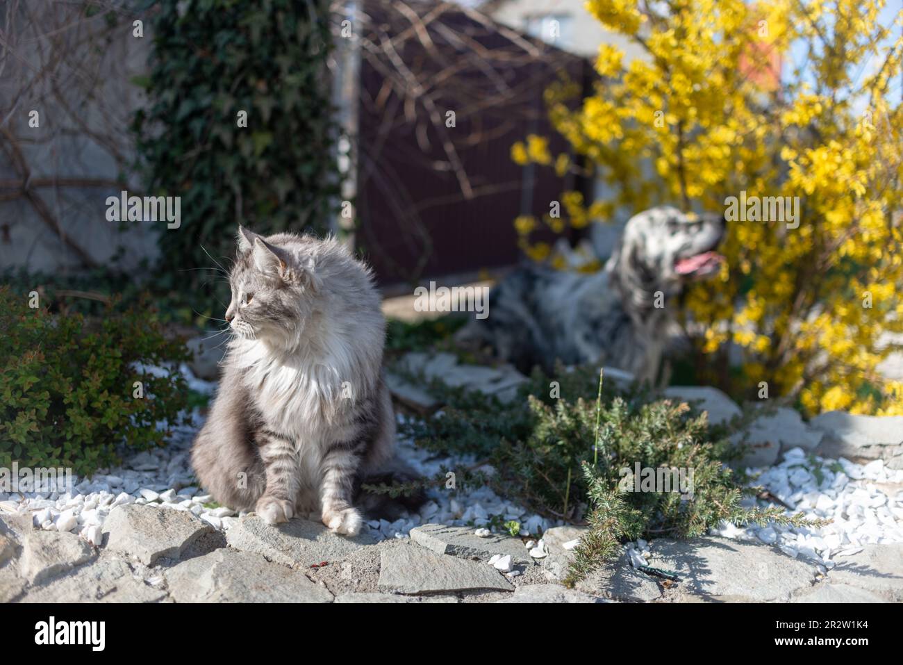 cat with dog sits on a parapet in the street. Friendship between cat ...