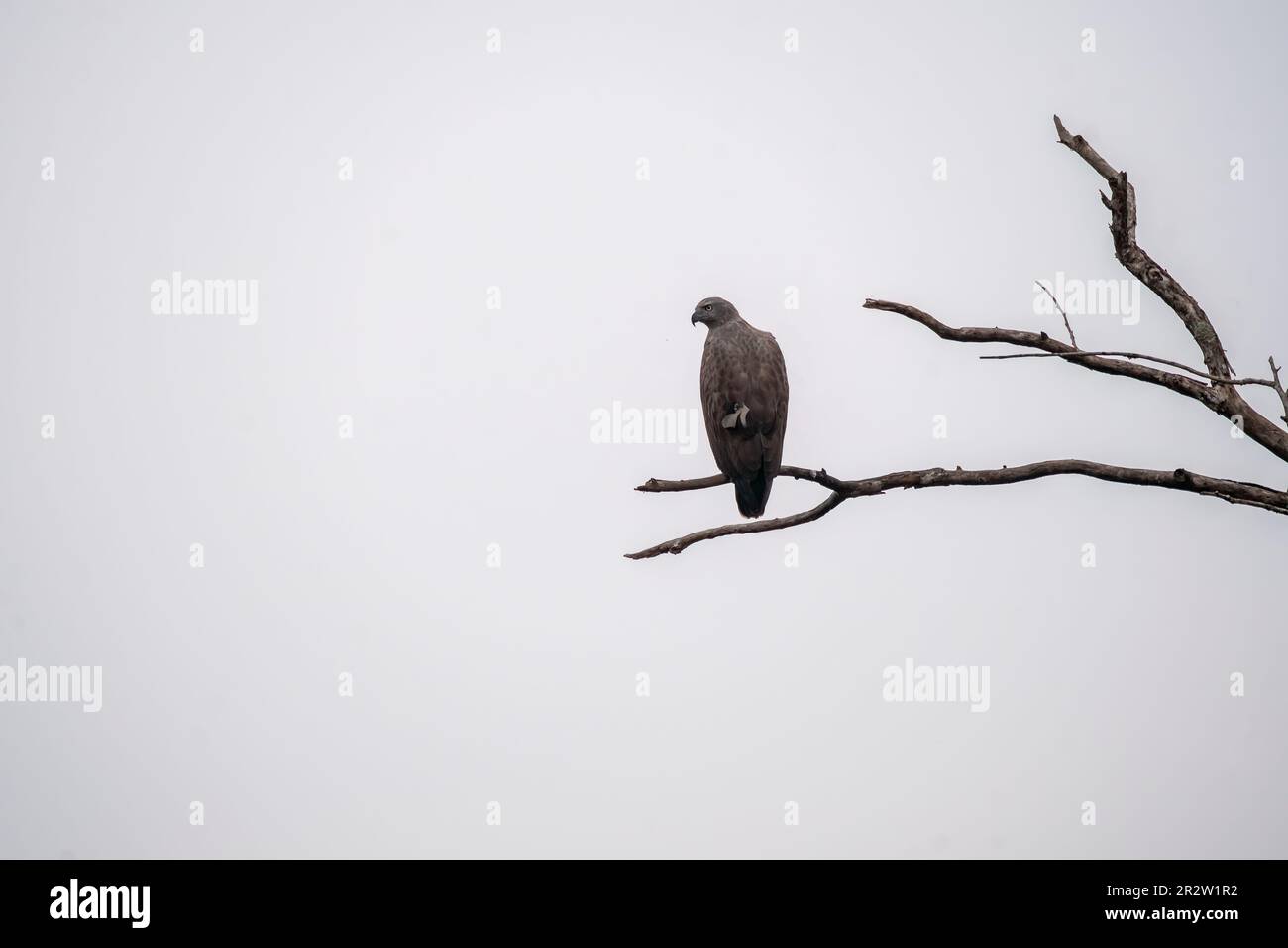 Grey bellied hawk hi-res stock photography and images - Alamy
