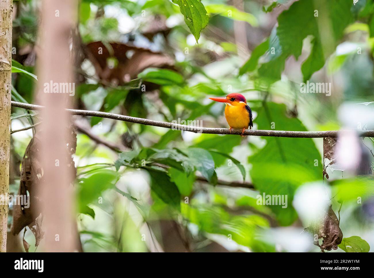 An Oriental-dwarf Kingfisher aka ODKF perched on a small branch on the ...