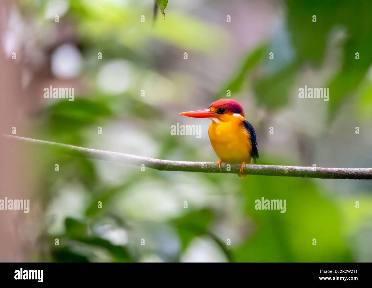 An Oriental-dwarf Kingfisher aka ODKF perched on a small branch on the ...